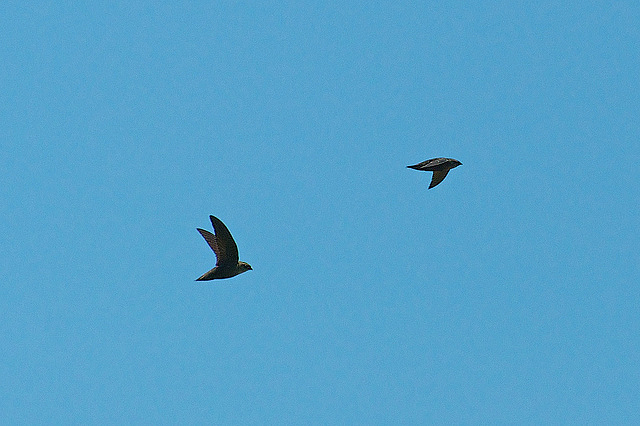 Chimney Swifts – Marcia Bonta